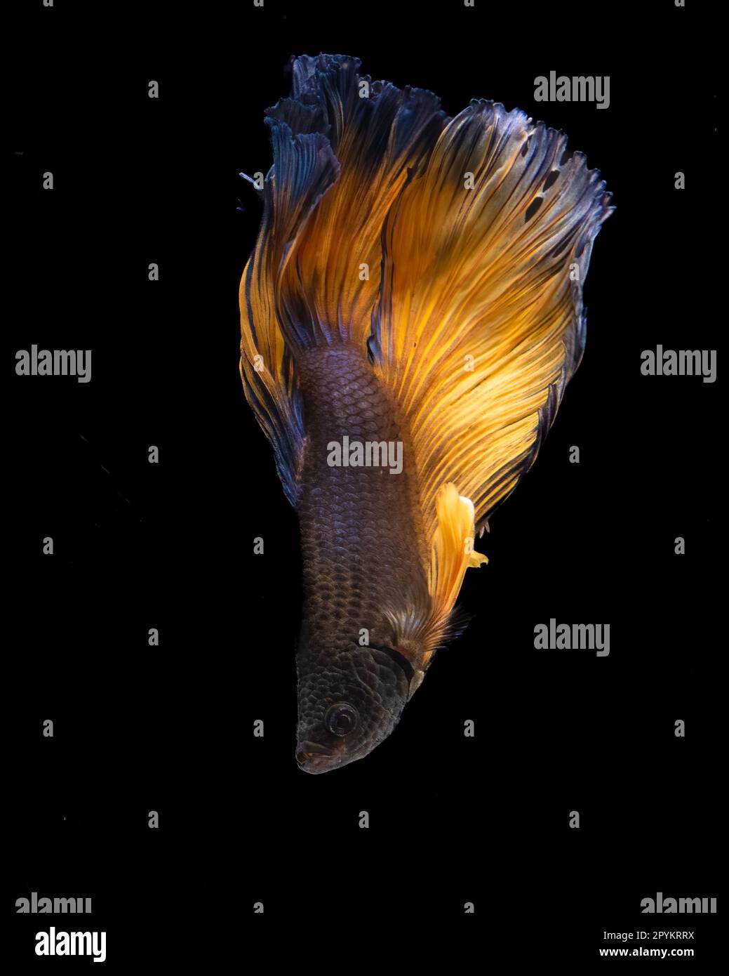 JAW-DROPPING images of different unseen species of fish have been ...