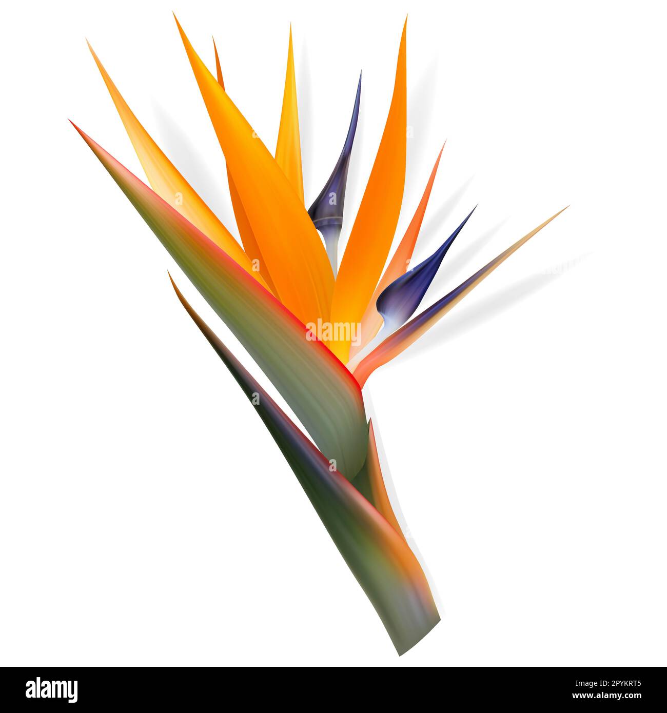 Strelitzia reginae flower, bird-of-paradise, crane flower. Isolated Exotics. Botanical ...