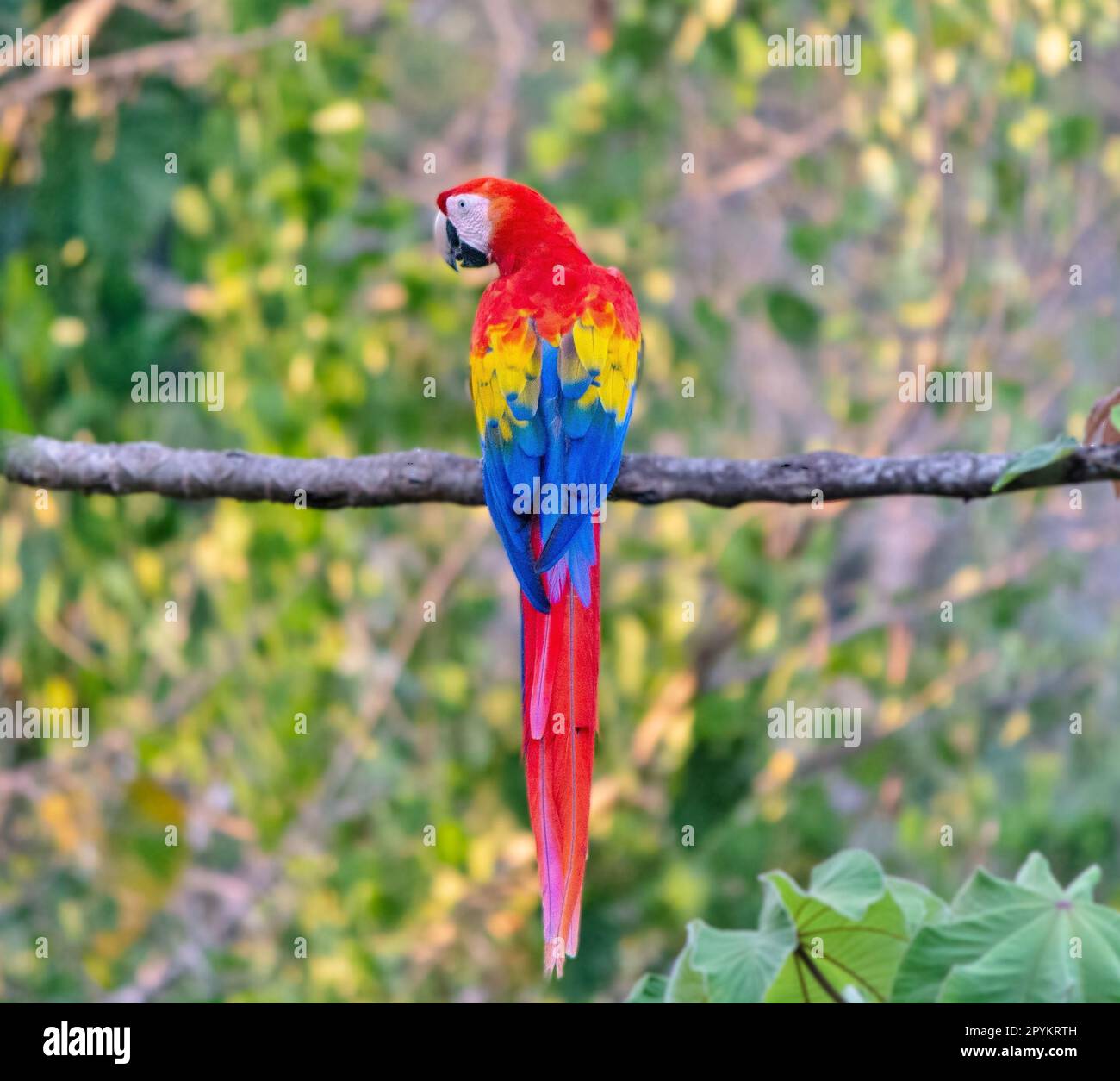 Scarlet Macaw in Costa Rica Stock Photo - Alamy