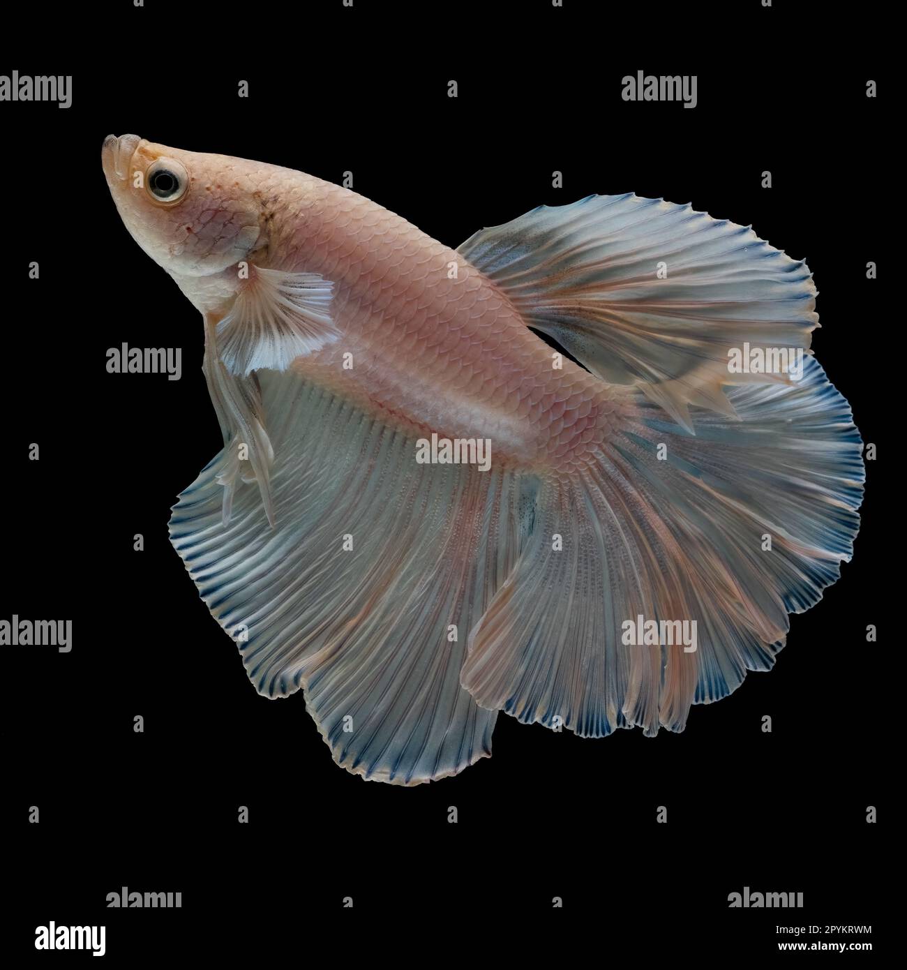 JAW-DROPPING images of different unseen species of fish have been ...