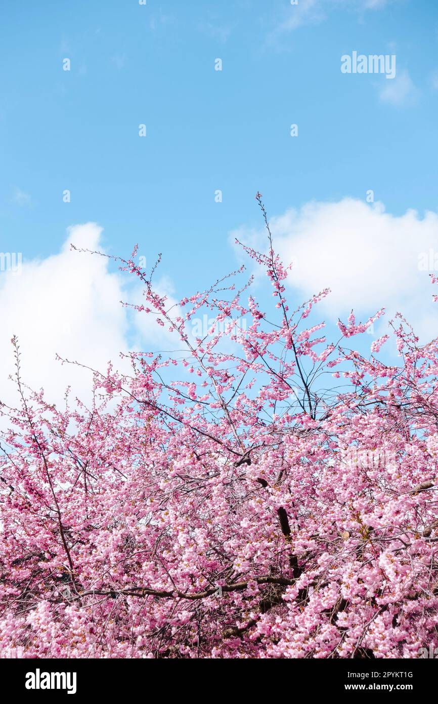 Sakura blossom of bright pink cherry trees in spring with blue sky ...