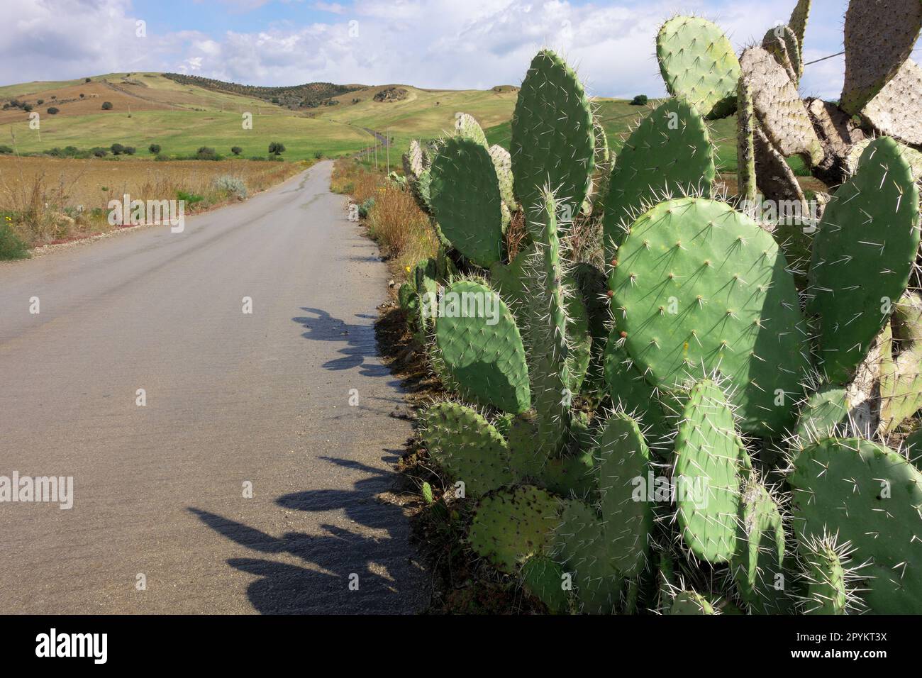 Nopal italia hi-res stock photography and images - Alamy