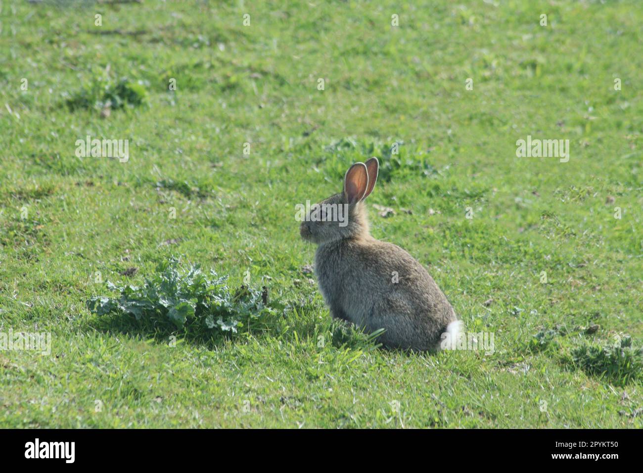 Rabbits near burrow Stock Photo - Alamy