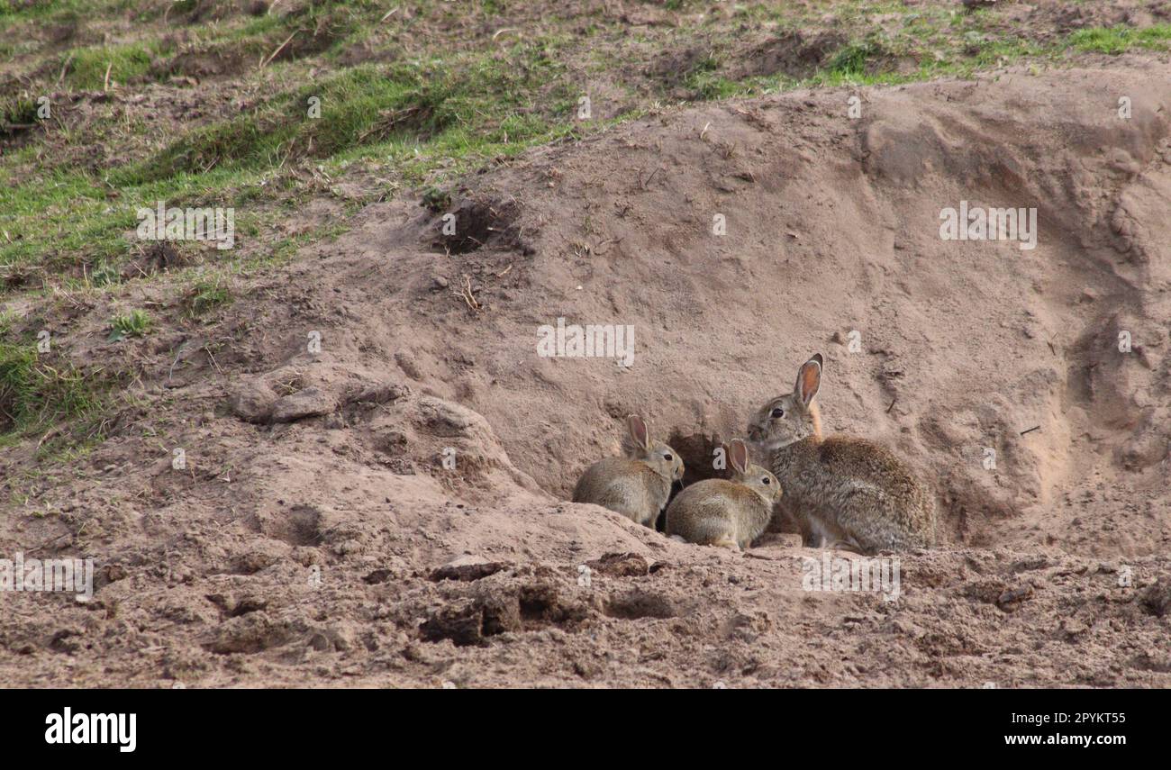 Rabbits near burrow Stock Photo - Alamy