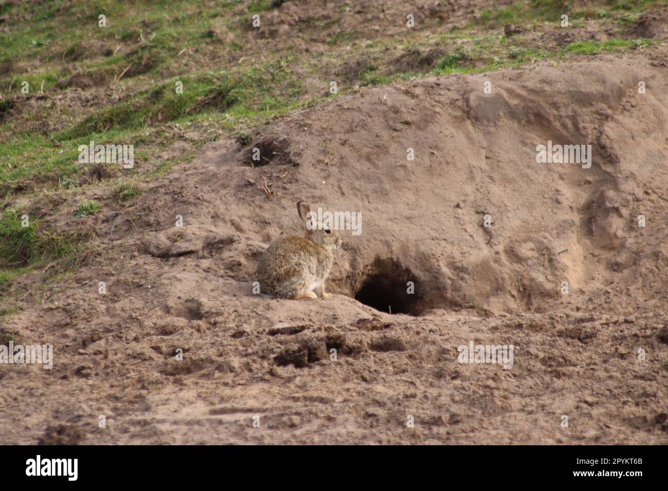 Rabbit burrow hole ears hi-res stock photography and images - Alamy