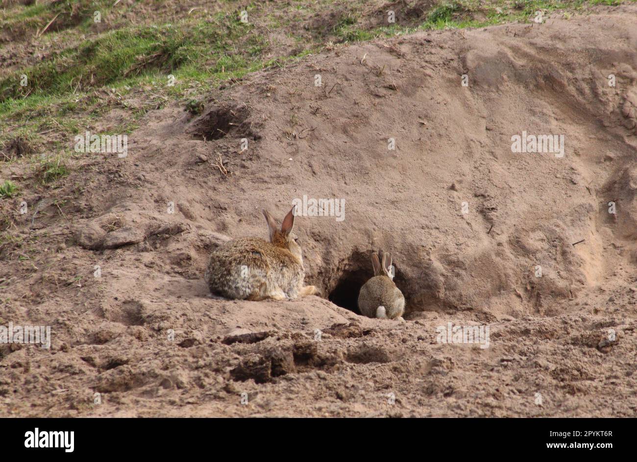 Rabbits near burrow Stock Photo - Alamy