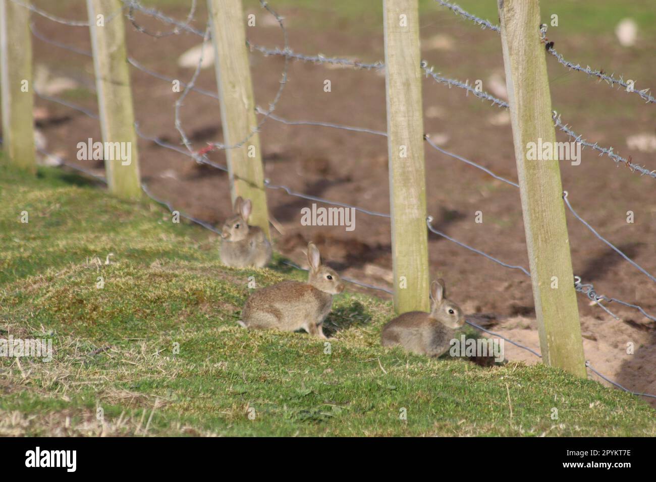 Rabbit burrow fence hi-res stock photography and images - Alamy
