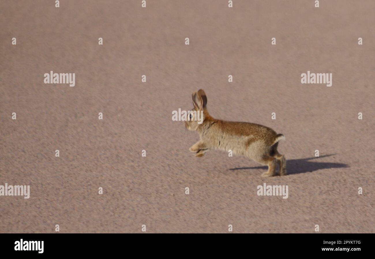 Rabbit running vector art hi-res stock photography and images - Alamy