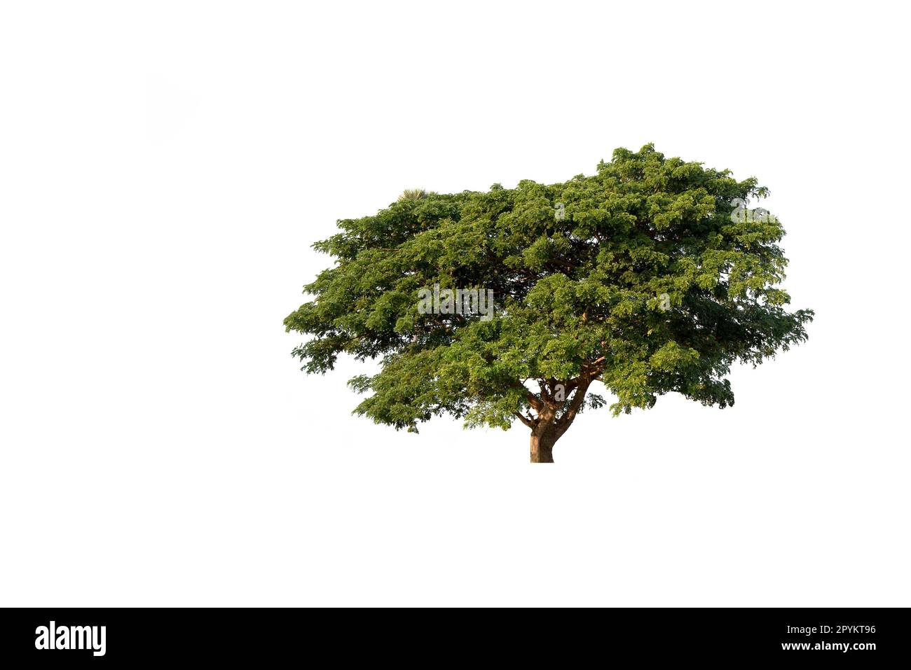 Tree on a white background. Clipping path Stock Photo - Alamy