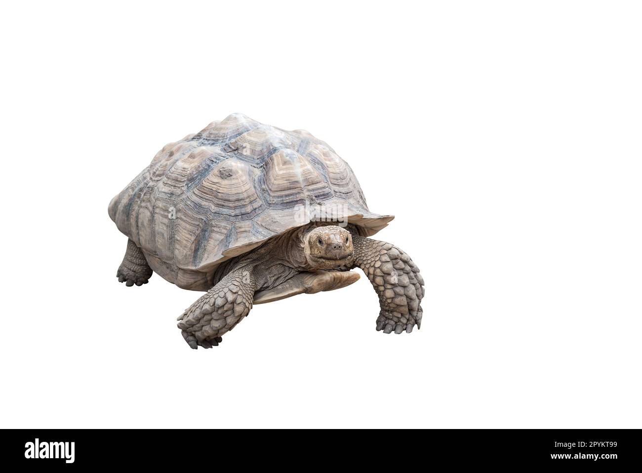 Turtle isolated on white background. Clipping path Stock Photo - Alamy