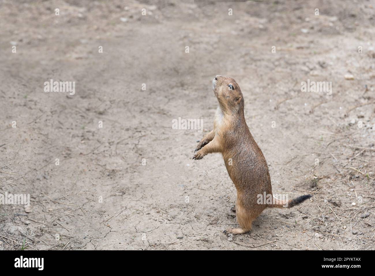 Black tailed prairie dog alarm hi-res stock photography and images - Alamy
