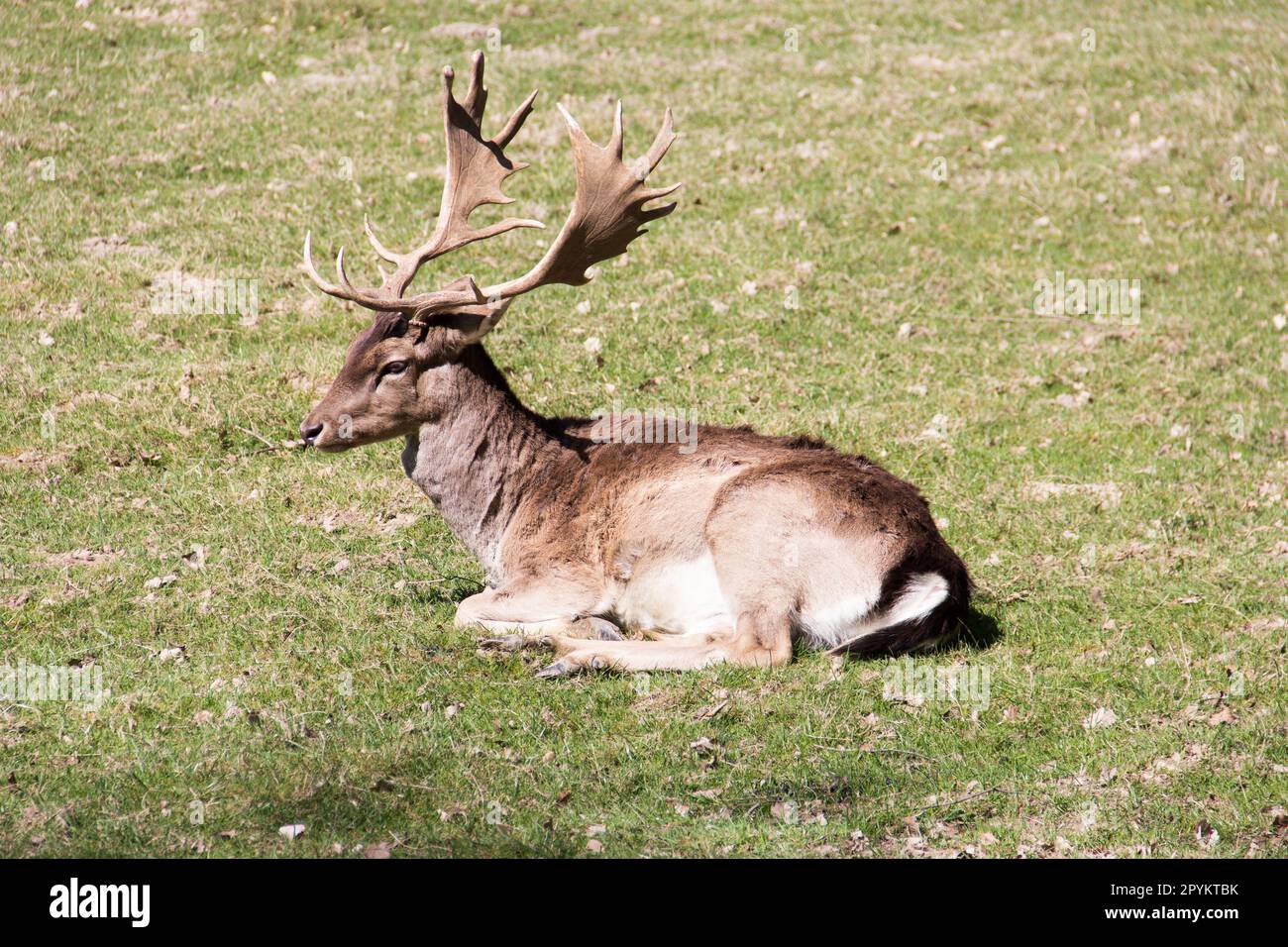 Male Fallow deer resting on a forest Meadow. Beautiful animal with big ...