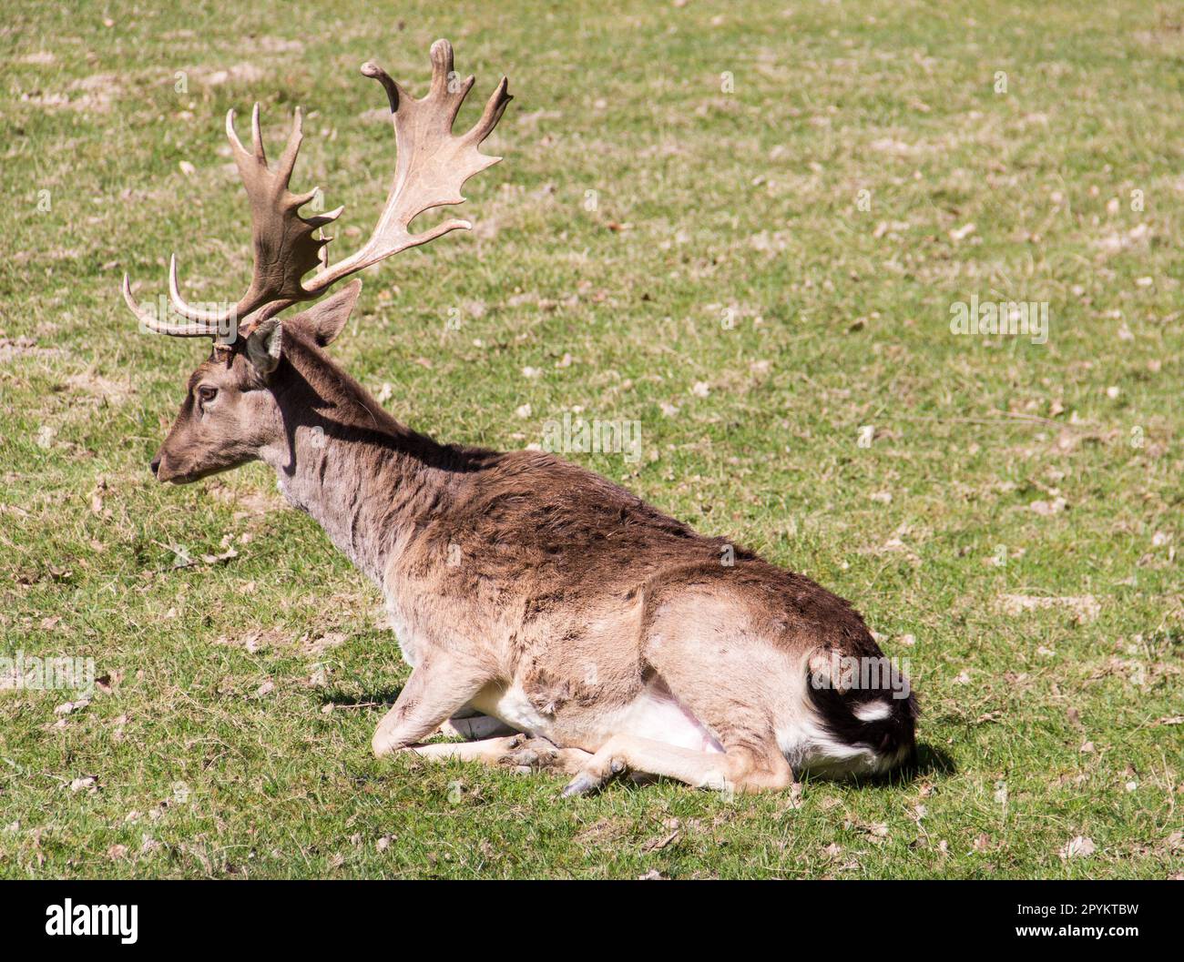 Male Fallow deer resting on a forest Meadow. Beautiful animal with big ...