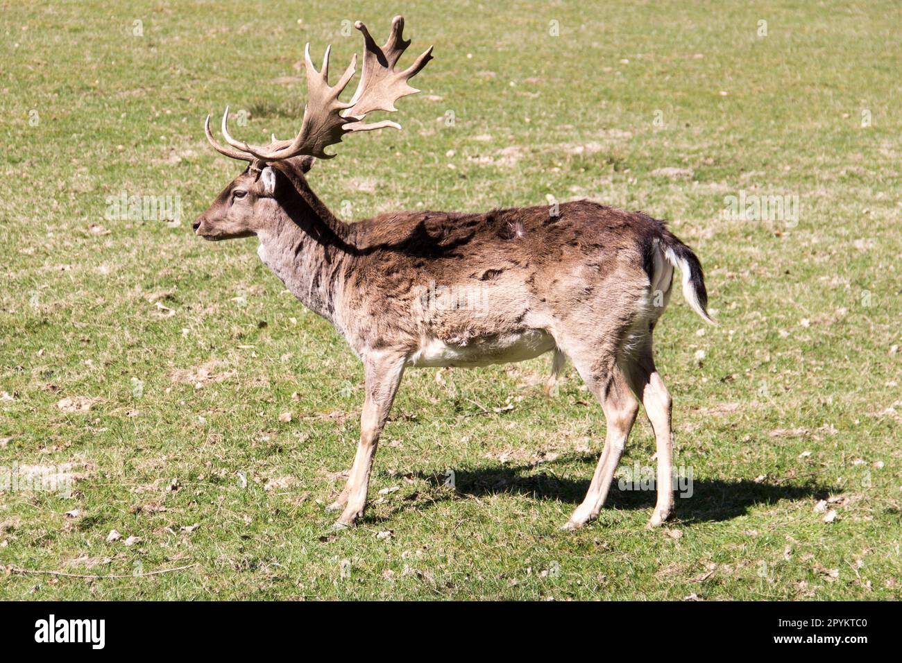 Male Fallow deer standing on a forest Meadow. Beautiful animal with big ...
