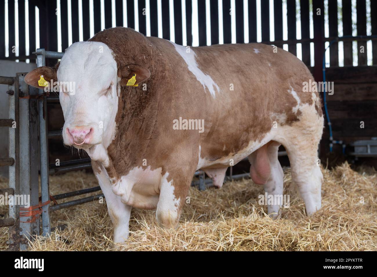 Bull pen hi-res stock photography and images - Alamy