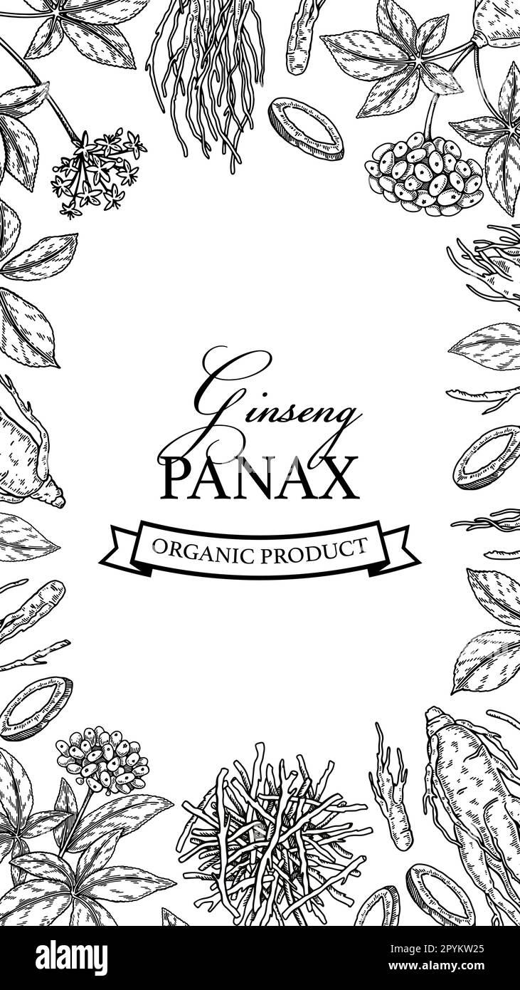 Ginseng vertical design. Hand drawn botanical vector illustration in ...