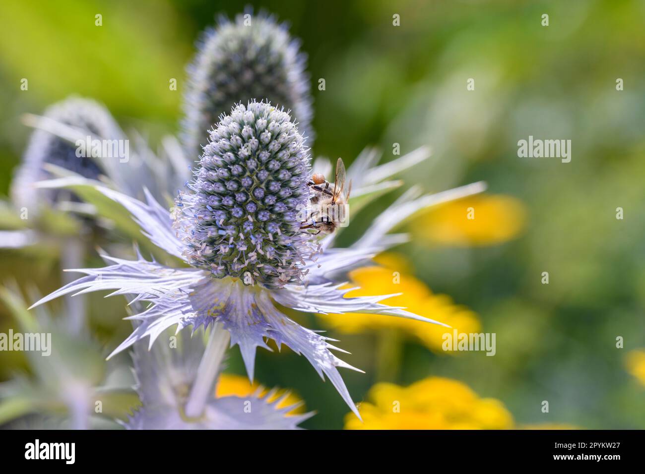 Bee - Apis mellifera - pollinates a blossom of Eryngium planum, the ...