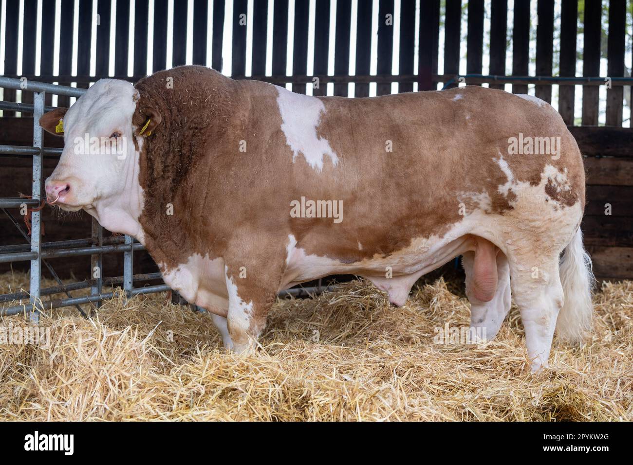 Bull pen hi-res stock photography and images - Alamy