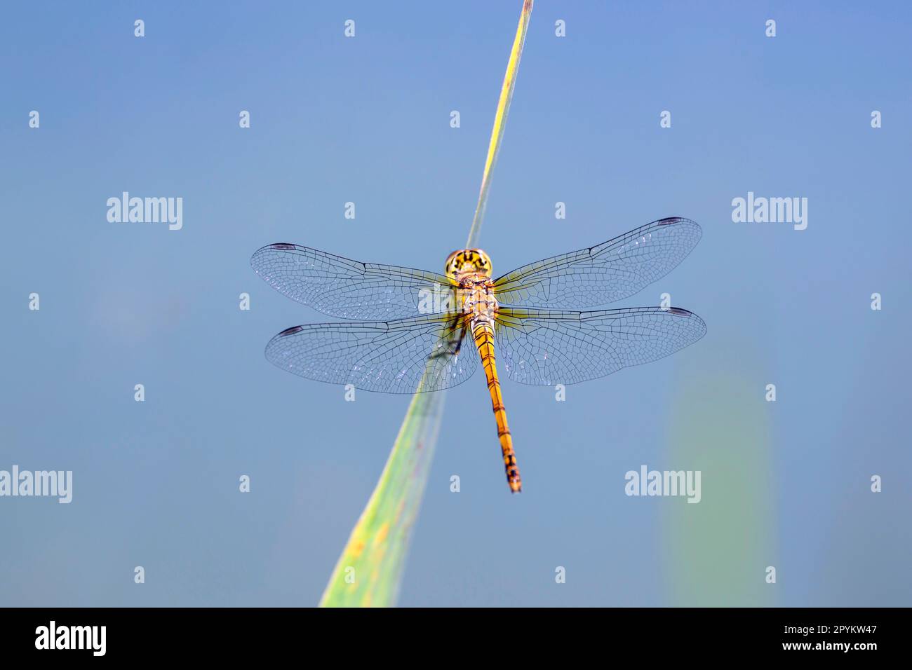 Sympetrum depressiusculum the Spotted darter dragonfly in its natural ...