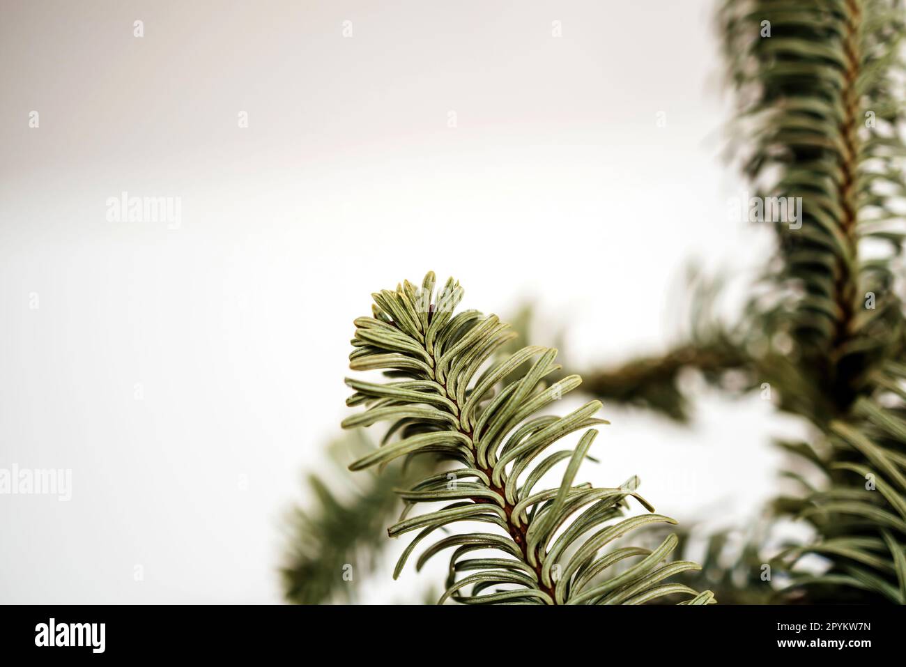 Macro view of dried macro fir tree branch isolated on white background ...