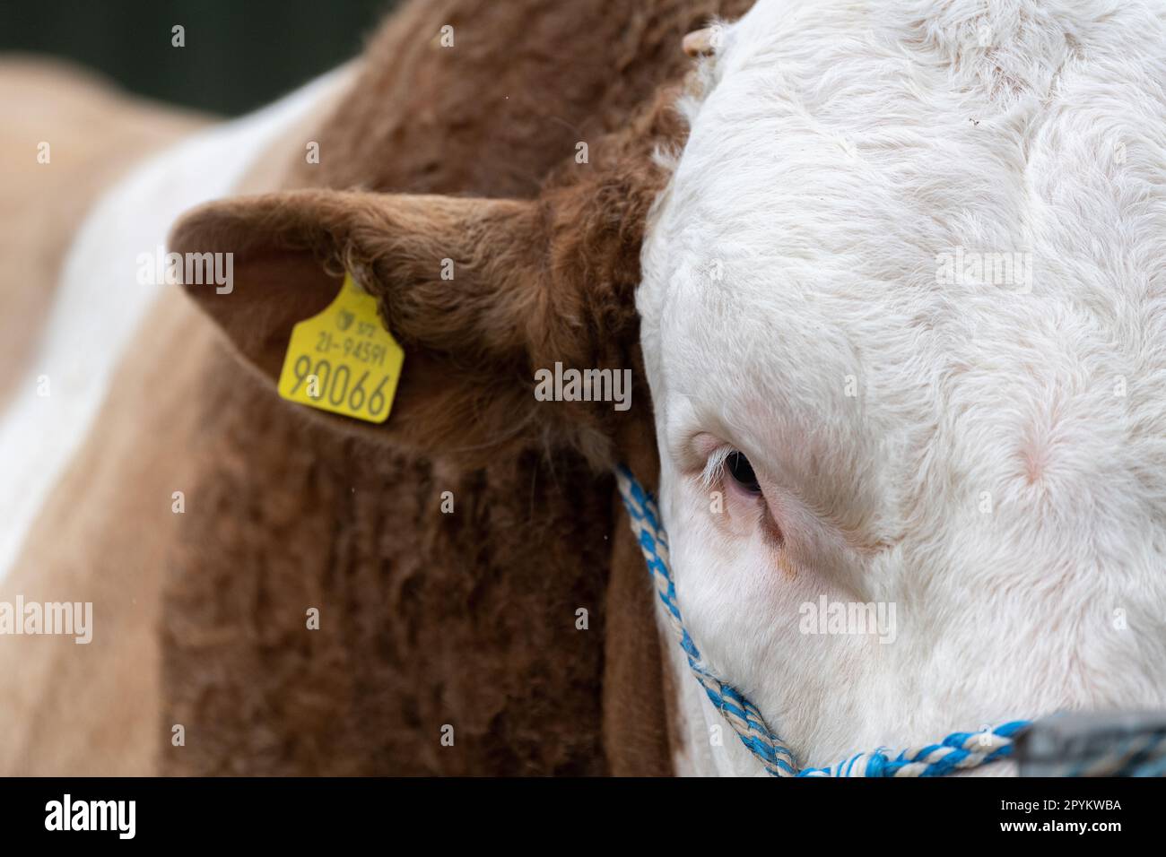 Identification of the individual hi-res stock photography and images ...