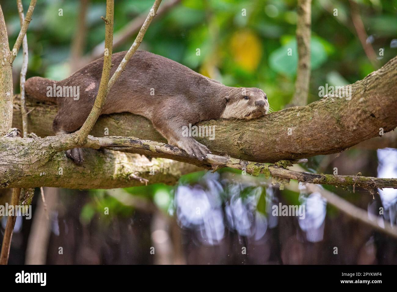 Smooth coated otter lying on a tree branch above a mangrove beach ...