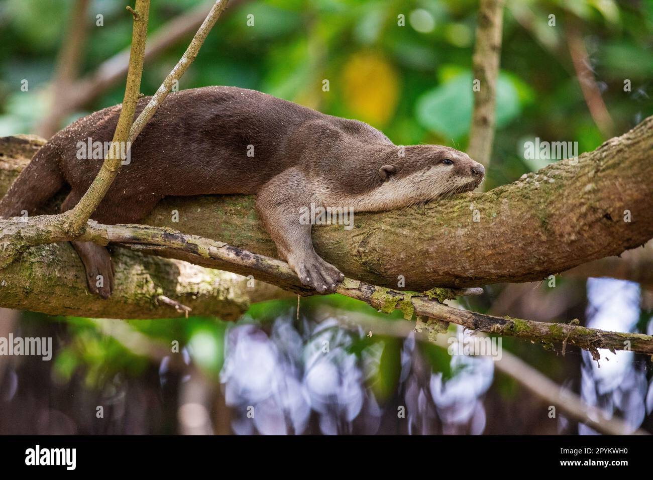 Smooth coated otter lying on a tree branch above a mangrove beach ...