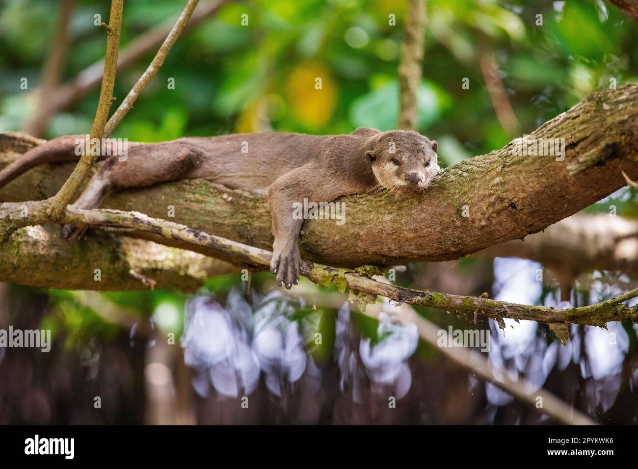 Smooth coated otter lying on a tree branch above a mangrove beach ...