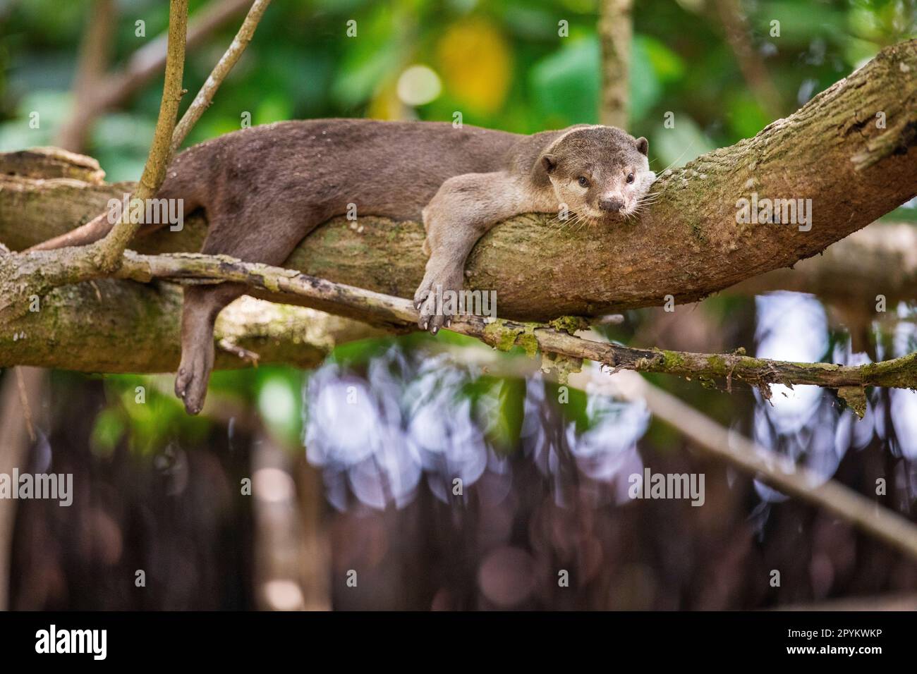 Smooth coated otter lying on a tree branch above a mangrove beach ...