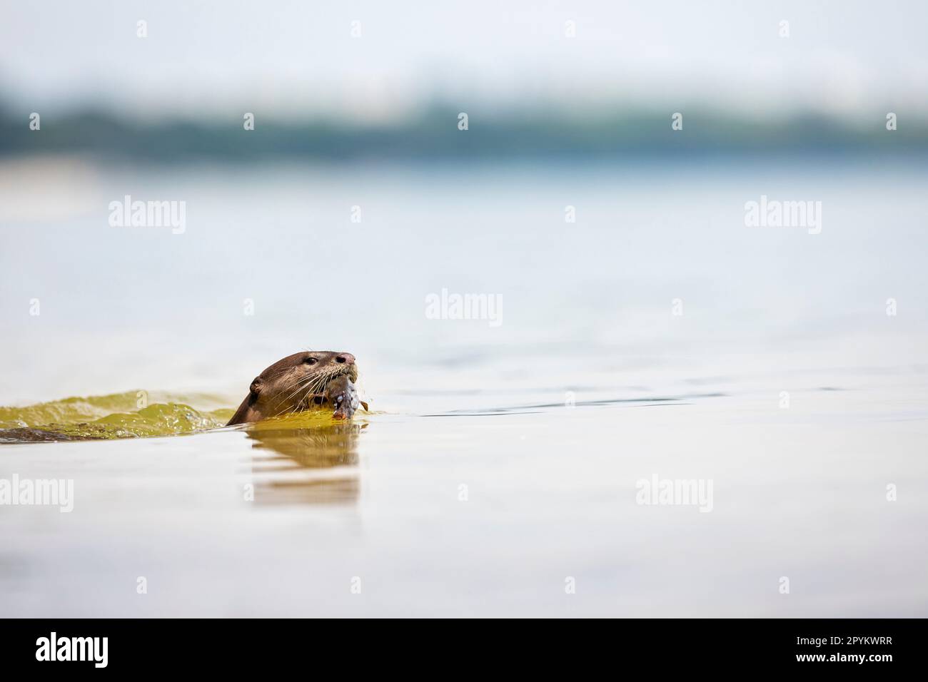 Smooth coated otter swimming in the sea holding a fish in its mouth ...