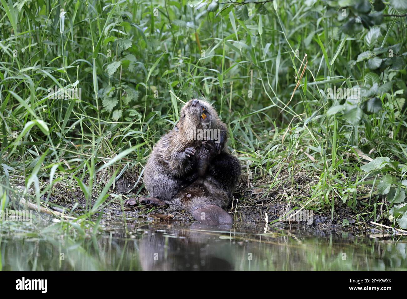 Beaver castor fiber teeth hi-res stock photography and images - Alamy