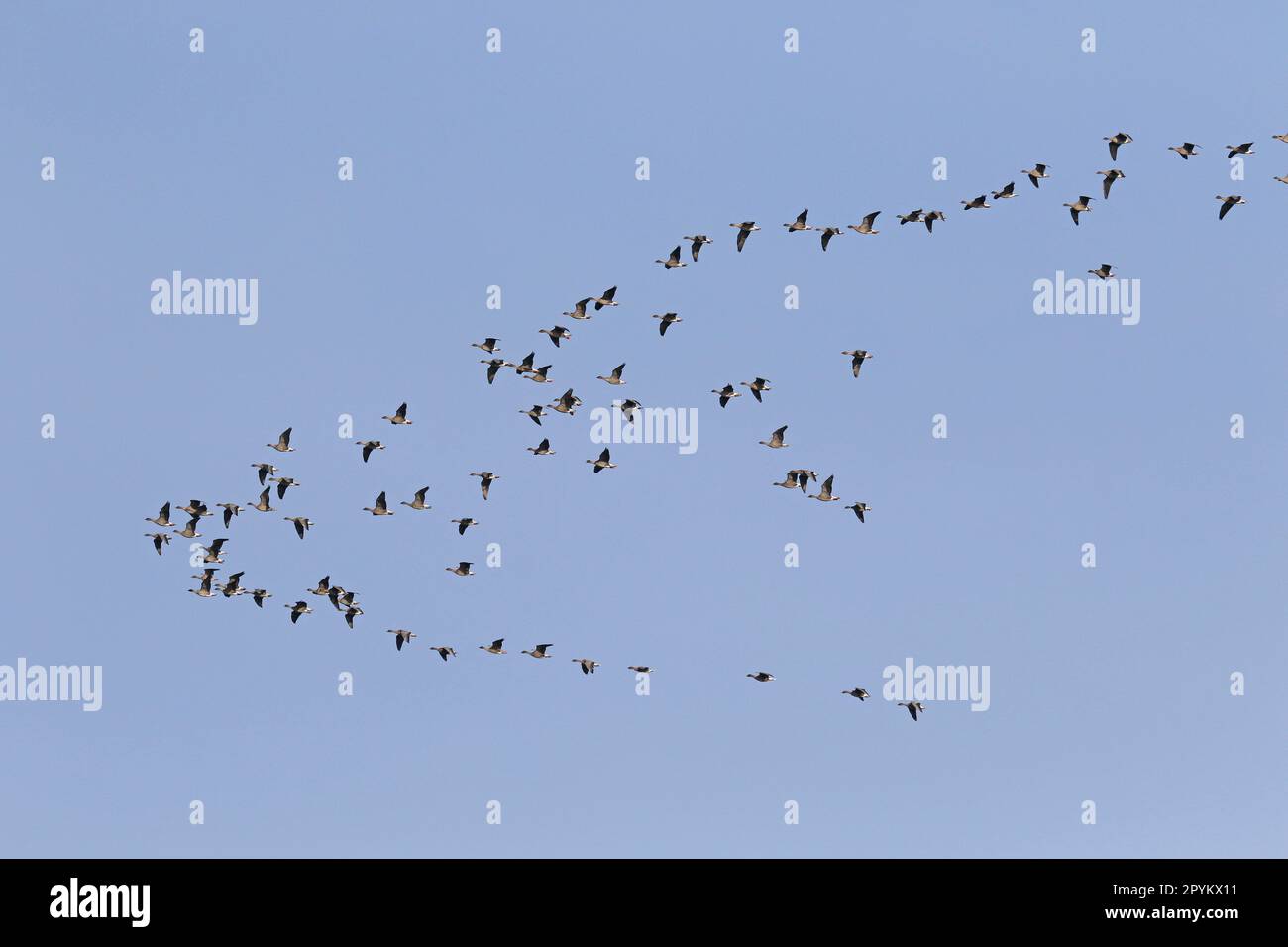 Flock of Pink-footed geese flying in formation Stock Photo - Alamy