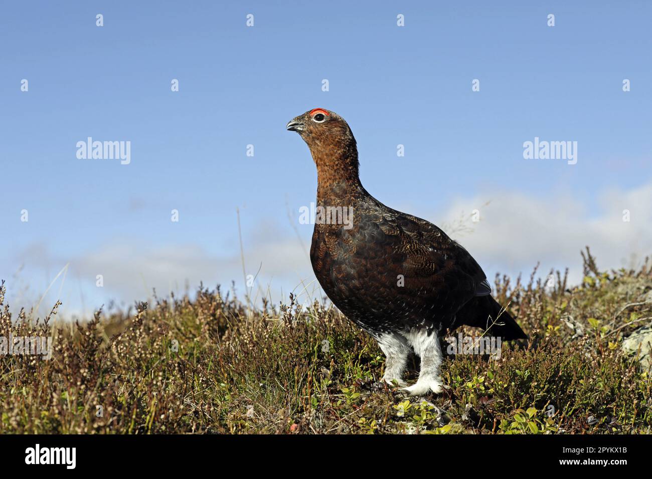 Muir moorland hi-res stock photography and images - Alamy