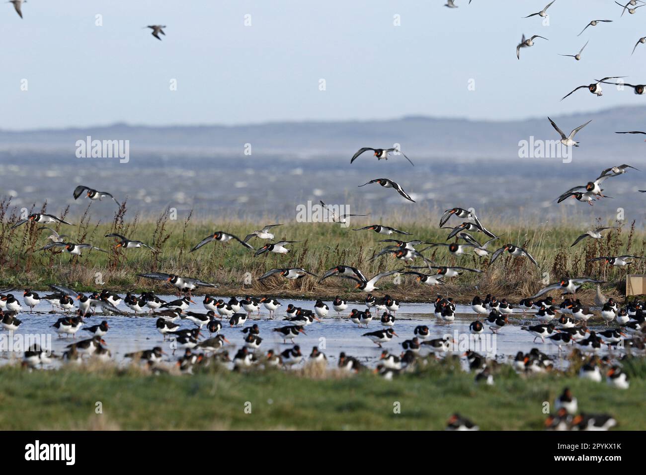 Eurasian oystercatcher flock alighting Stock Photo - Alamy
