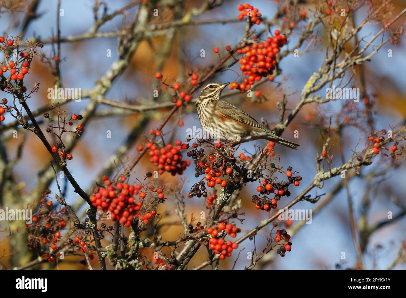Redwing in red berry tree Stock Photo - Alamy