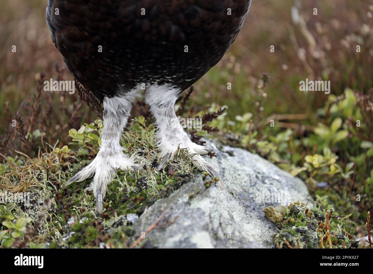 Raptor feet hi-res stock photography and images - Alamy