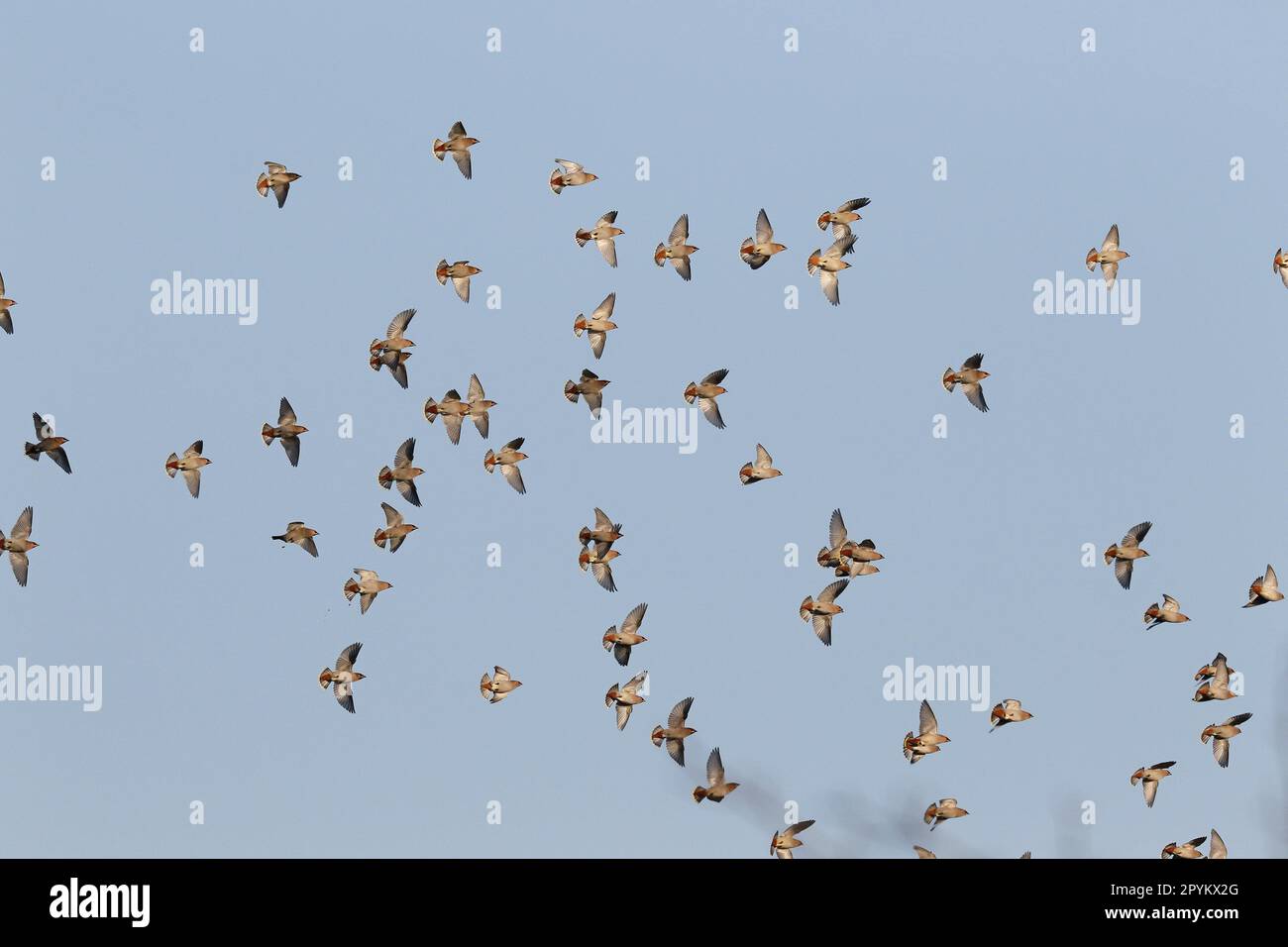 Bohemian Waxwings flock in flight Stock Photo - Alamy