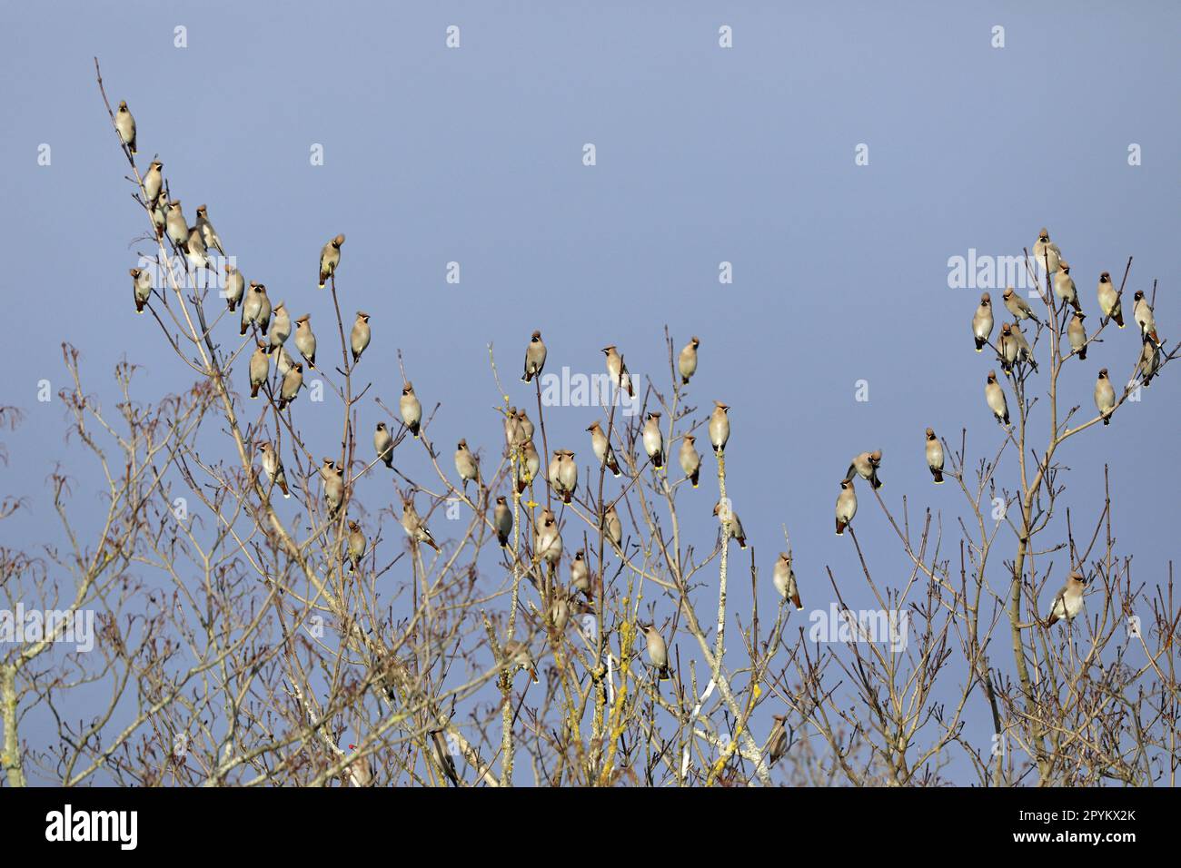 Waxwing winter passerine bird hi-res stock photography and images - Alamy