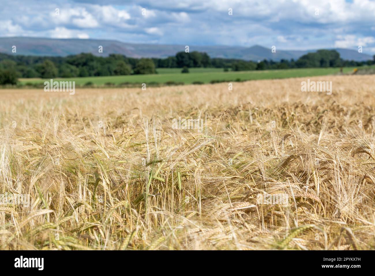 Field of barley growing ripe in the Eden Valley, Cumbria, UK Stock ...