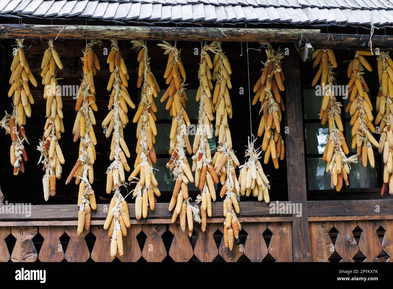 Dried corn cobs. Dried Corns hanging on rustic wall Stock Photo - Alamy