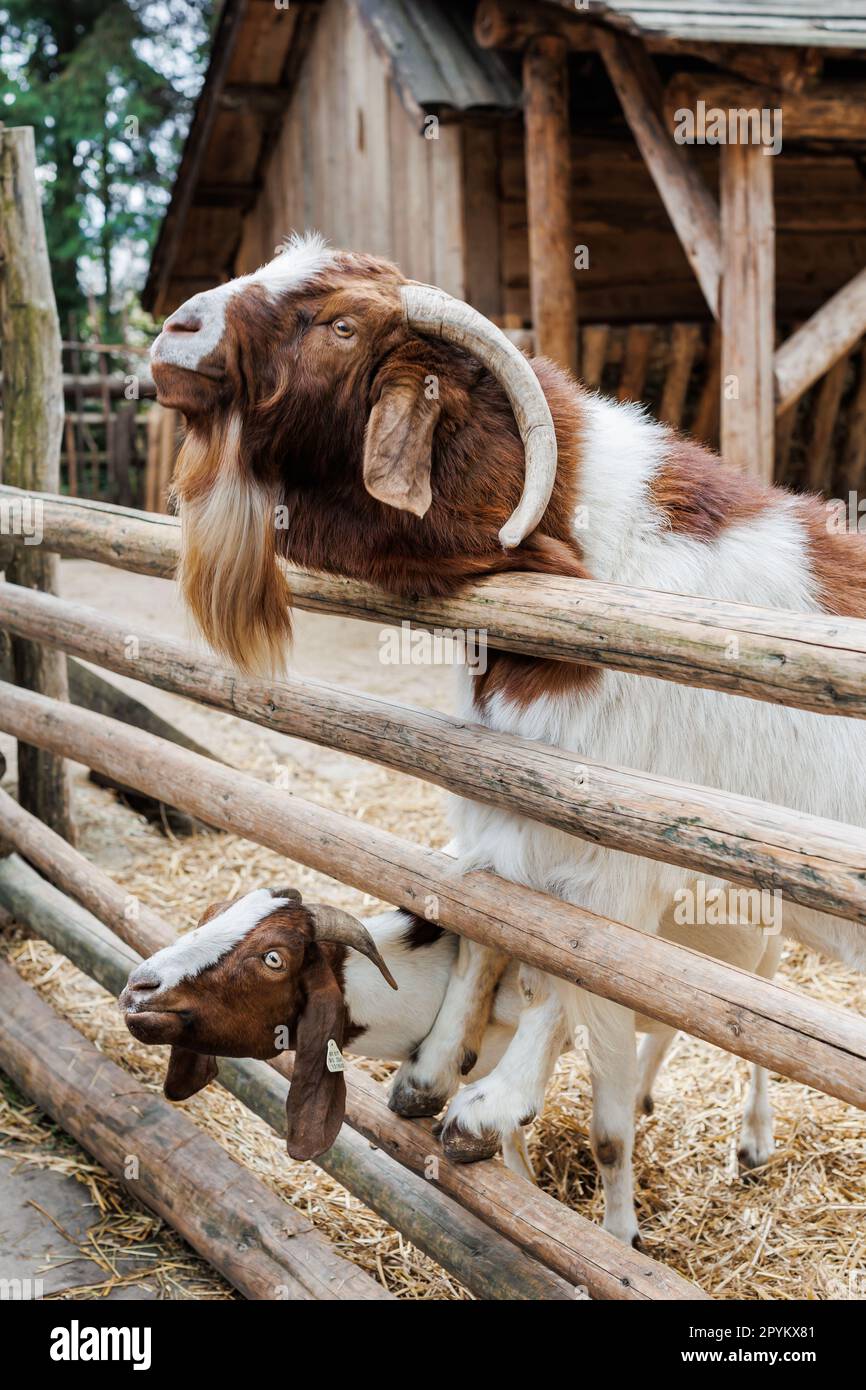 Male Boer goat very awarded in Brazil. The Boer is a breed developed in ...