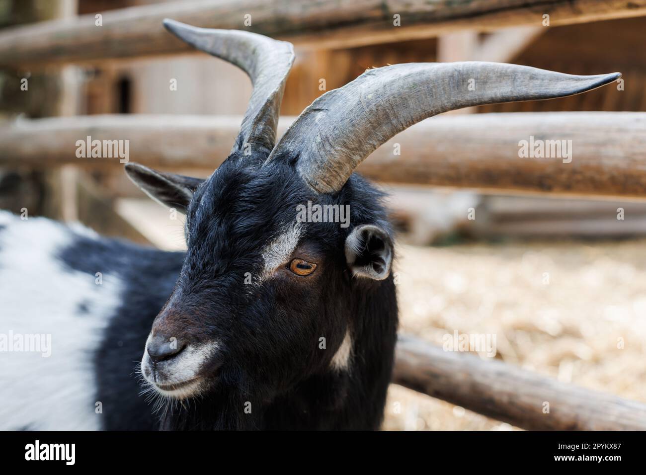 Welsh goat with large and sharp horns, a zoo with unusual animals ...