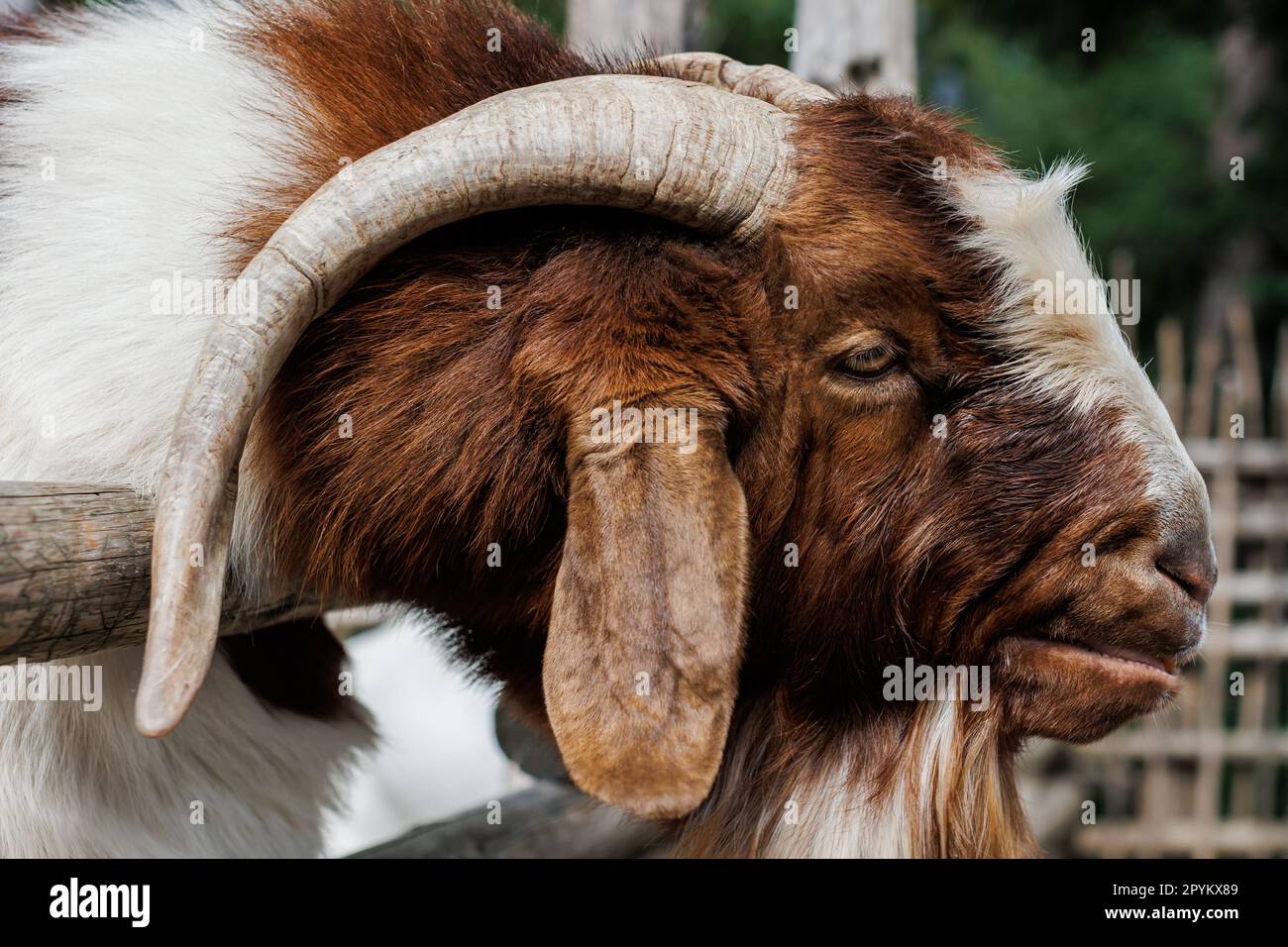 Male Boer goat very awarded in Brazil. The Boer is a breed developed in ...