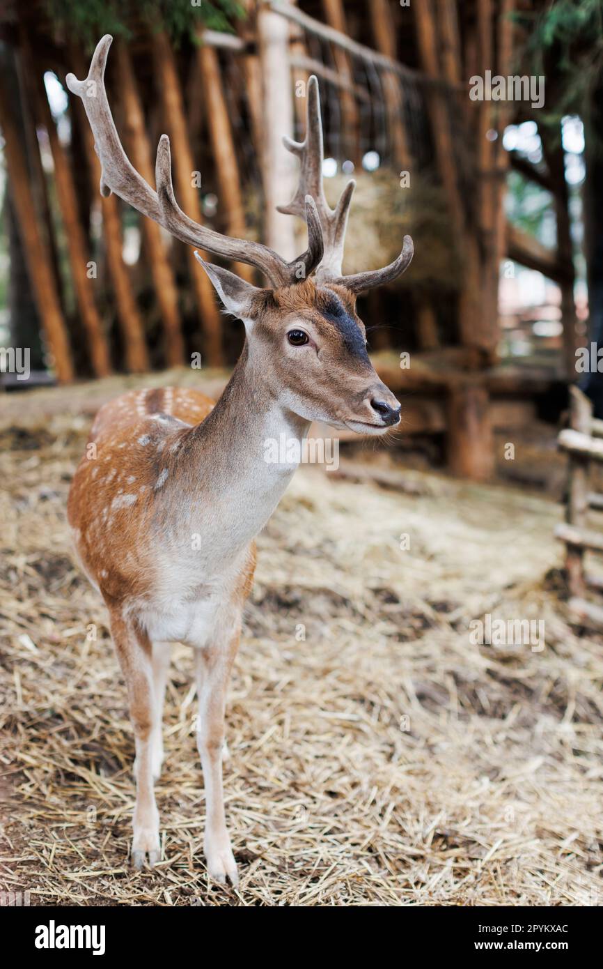 Red deer facing camera in summer nature. Wild animal with brown fur ...