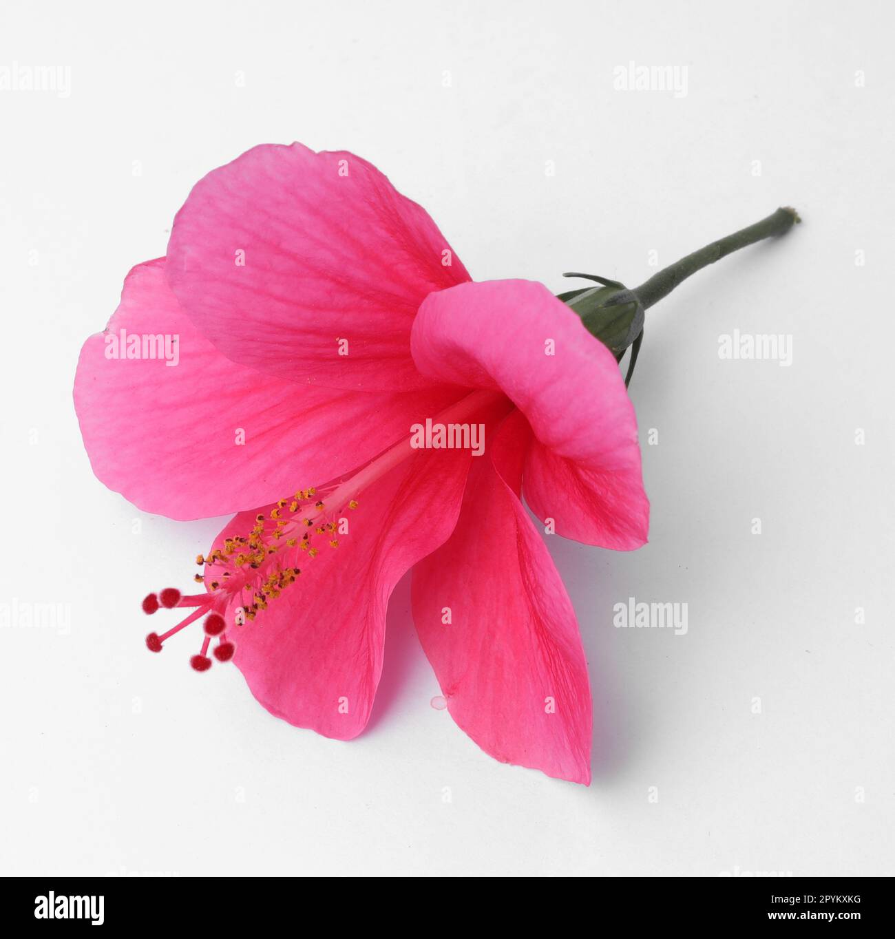 An aesthetically pleasing image of a single pink Hibiscus flower ...