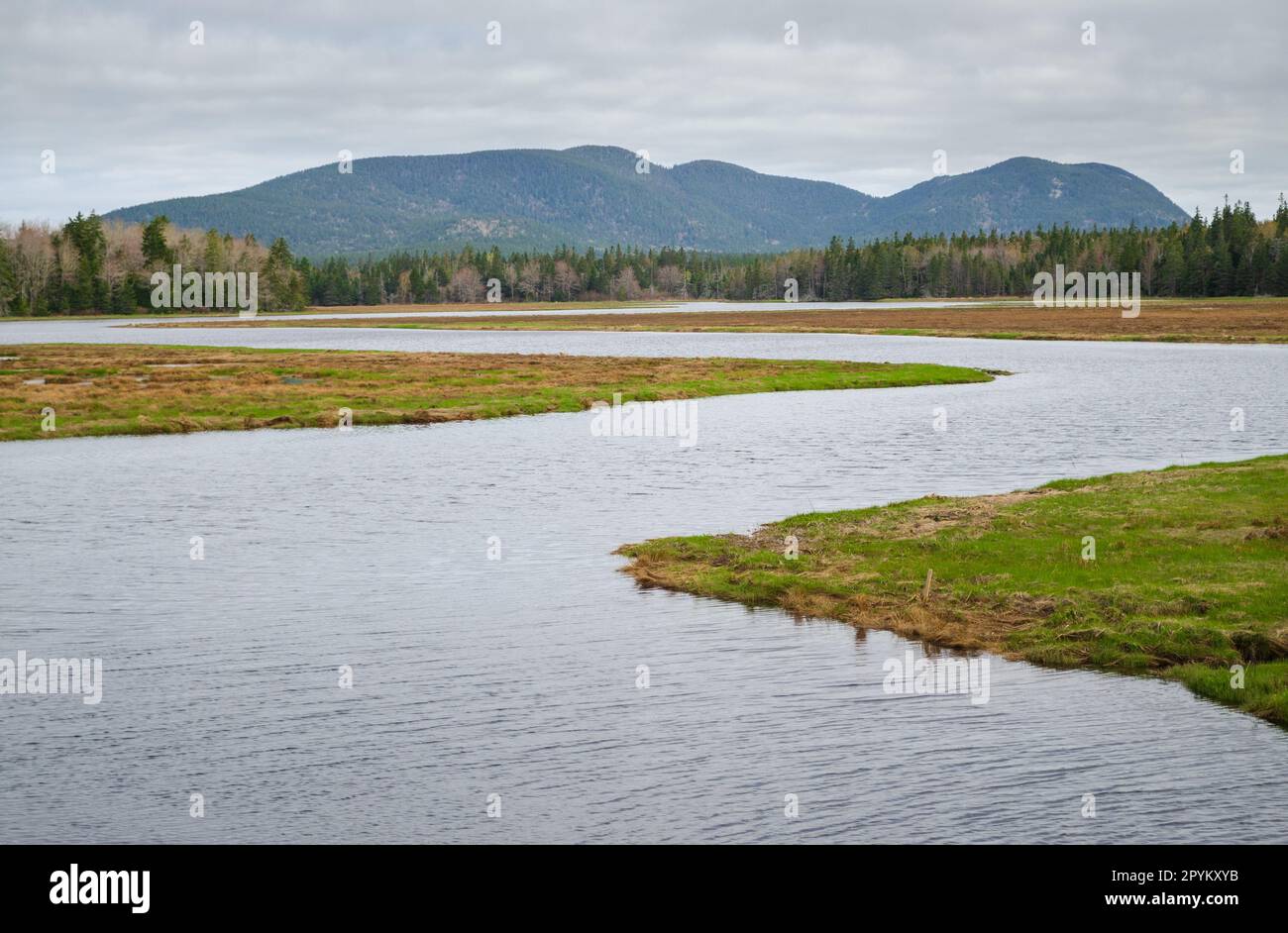 Maine fauna hi-res stock photography and images - Alamy