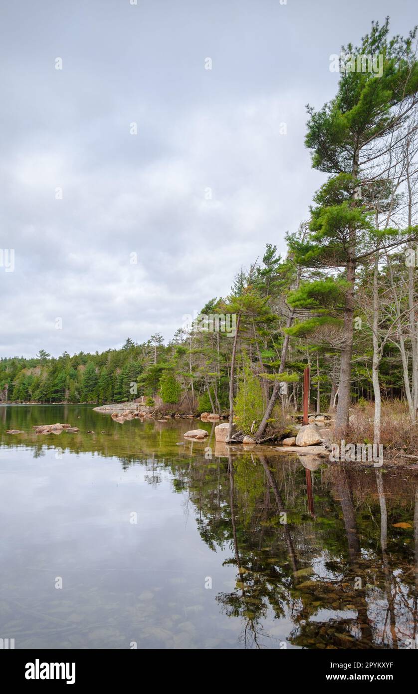 Maine fauna hi-res stock photography and images - Alamy