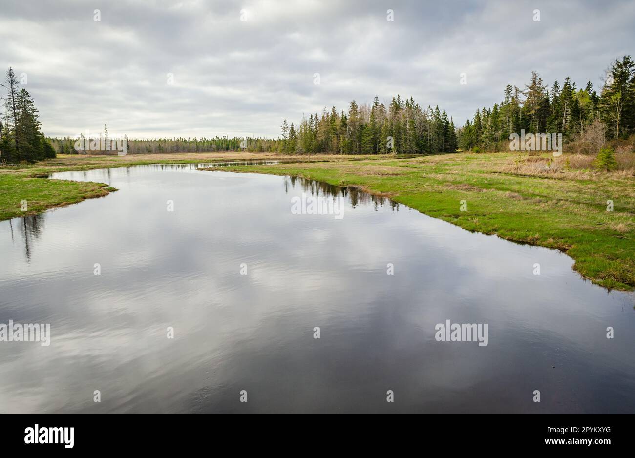 Maine fauna hi-res stock photography and images - Alamy