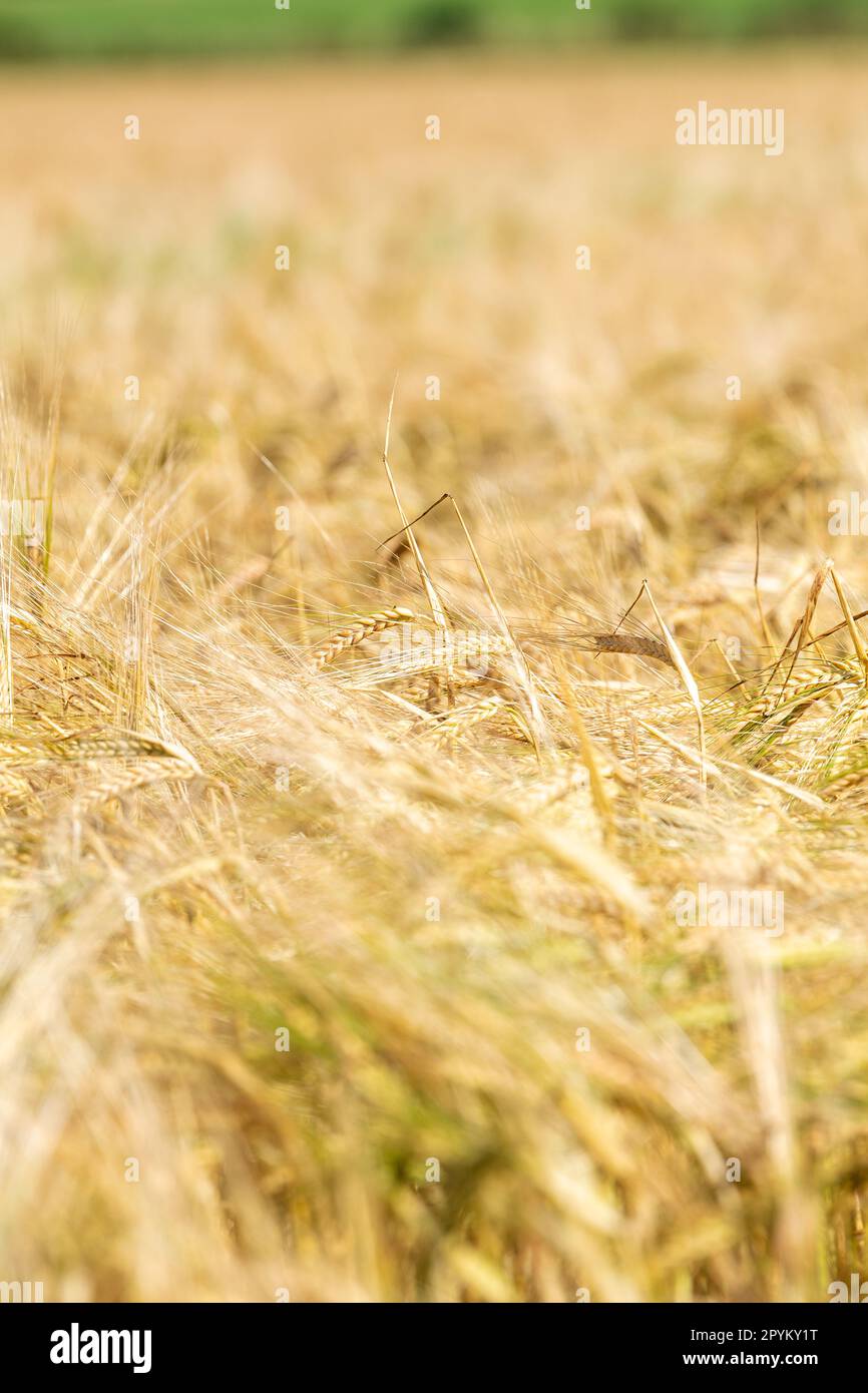 Golden barley field swaying hi-res stock photography and images - Alamy