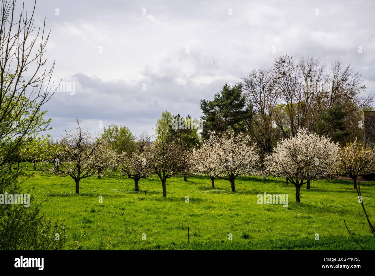 Landscape in spring at Riehen near Basel, Basel, Switzerland Stock ...